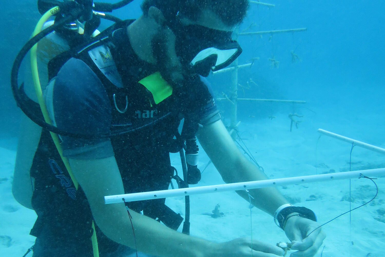 Marine Lab secures grant for innovative coral restoration work ...